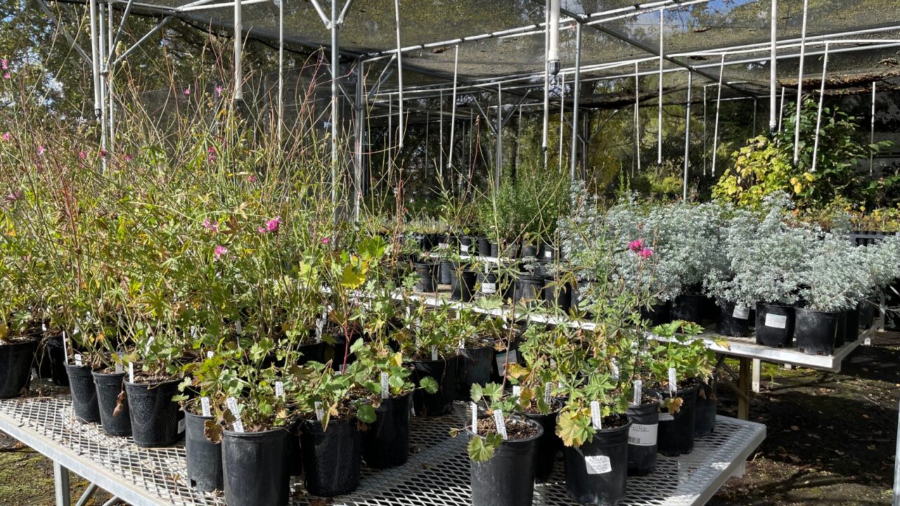 Weekly Native Plant Sales at Sonoma Garden Park – Sugarloaf Ridge State ...